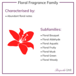 What Are Olfactive Families & Fragrance Wheels? Perfume Group Guide