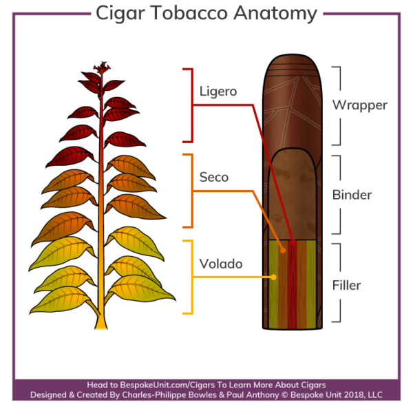 Cigar Anatomy 101: Cigar Parts, Tobaccos & Cross-Section Diagram