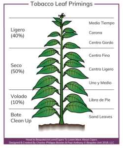 Cigar Anatomy 101: Cigar Parts, Tobaccos & Cross-Section Diagram
