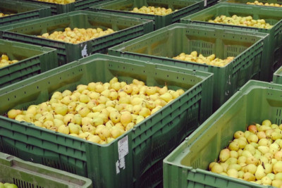 What Is Obstler Schnaps? Top 10 Best Deutscher & Austrian Schnapps