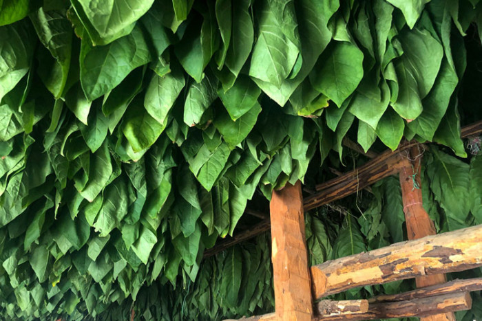 How To Make Cigars: #1 Detailed Guide On How Cigars Are Made