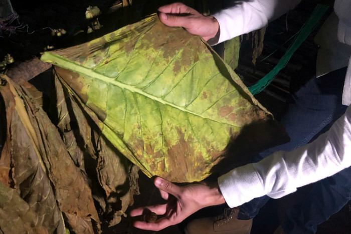How To Make Cigars: #1 Detailed Guide On How Cigars Are Made