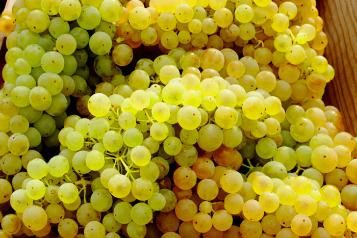 How Cognac Is Made & The Different Types of Cognac Regions