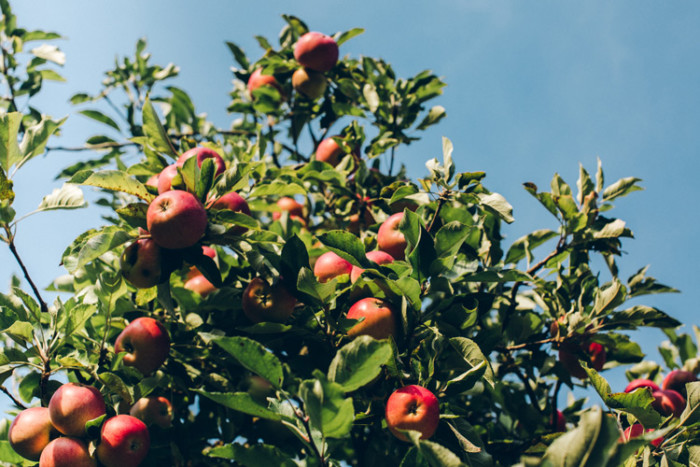 How Calvados Apple Brandy Is Made & Its Ingredients