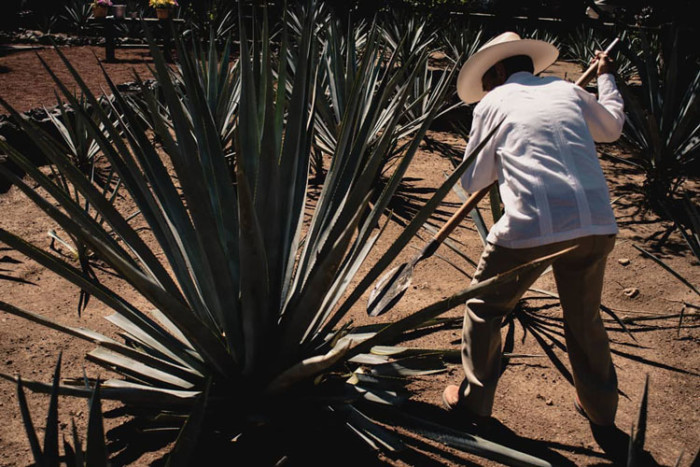 How Tequila Is Made & Its Ingredients