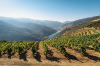 How to Make Port & What Port Wine Is Made From?