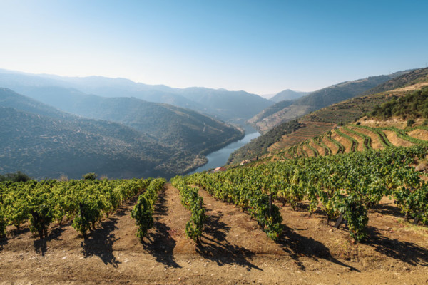 How to Make Port & What Port Wine Is Made From?