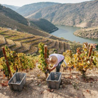 How to Make Port & What Port Wine Is Made From?