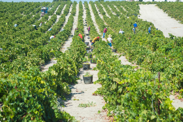 How Is Sherry Made & What Is It Made From?