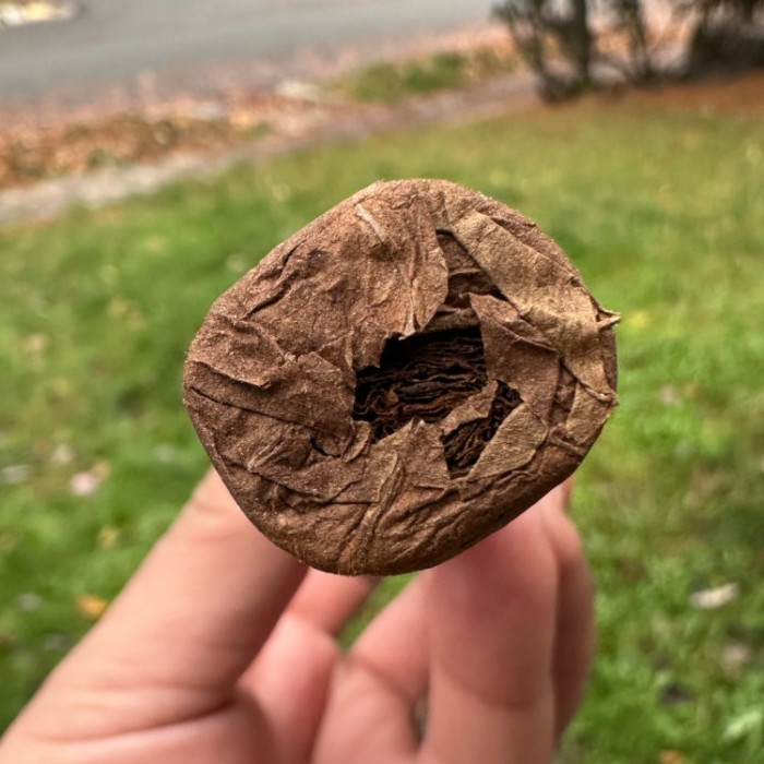 Southern Draw Firethorn Cigar Review | A Rosado Wrapped Delight